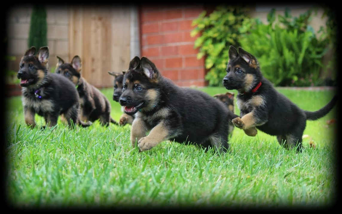 German Shepherd puppies for sale in southern california breeder